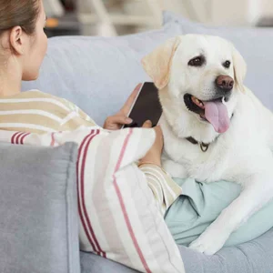 Training Labradors - A Realistic, Honest Labrador Training Guide — Best ...