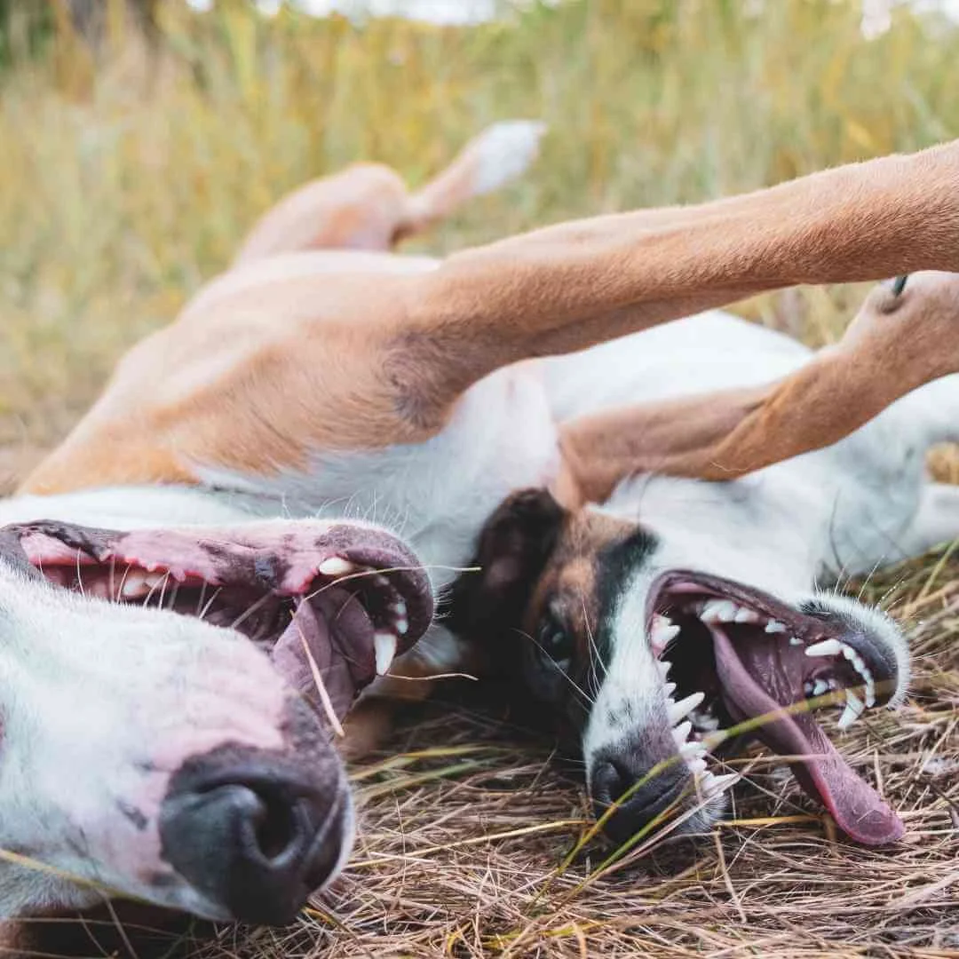 Dog ADHD & Hyperactive Dogs - The realistic, honest guide. — Best Mate ...