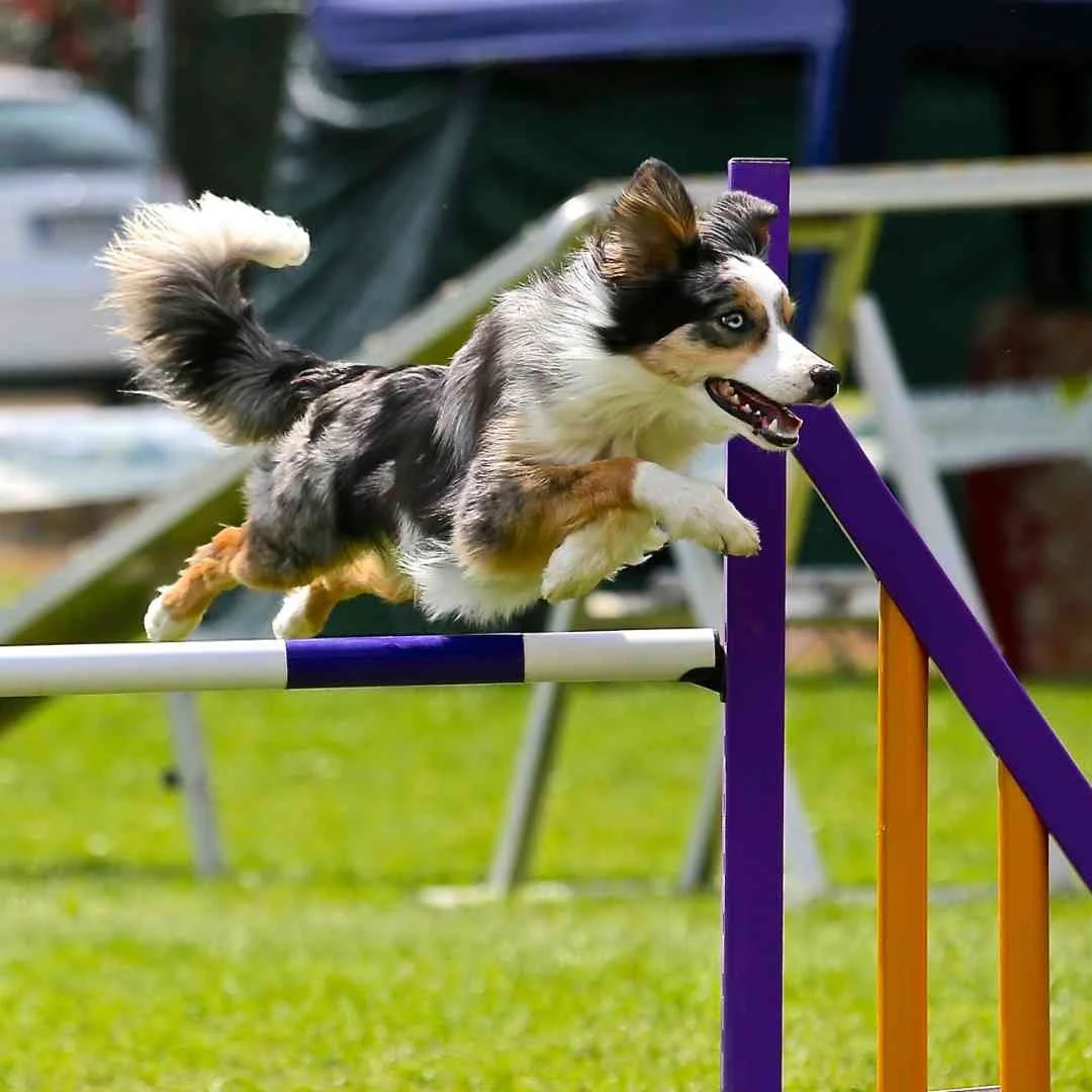 Training a Border Collie - a Realistic, Honest Border Collie Training ...