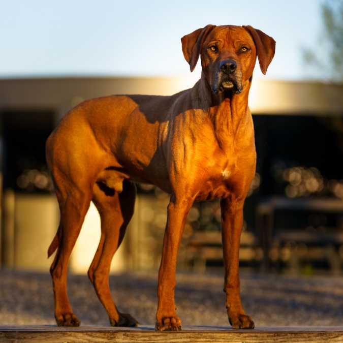 Training Rhodesian Ridgebacks - The Honest Rhodesian Ridgeback Training ...