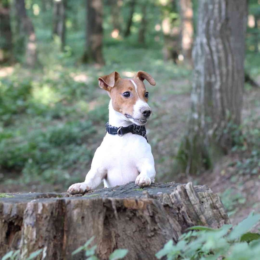 Training Jack Russells - A Realistic, Honest JRT Training Guide — Best ...