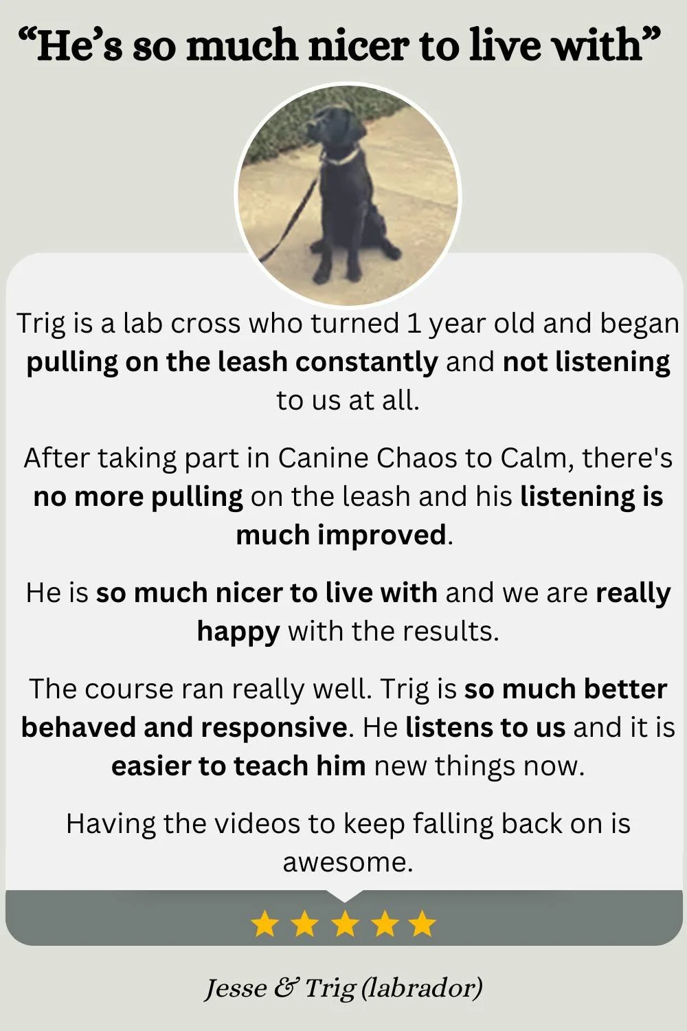 Training Labradors - A Realistic, Honest Labrador Training Guide — Best ...