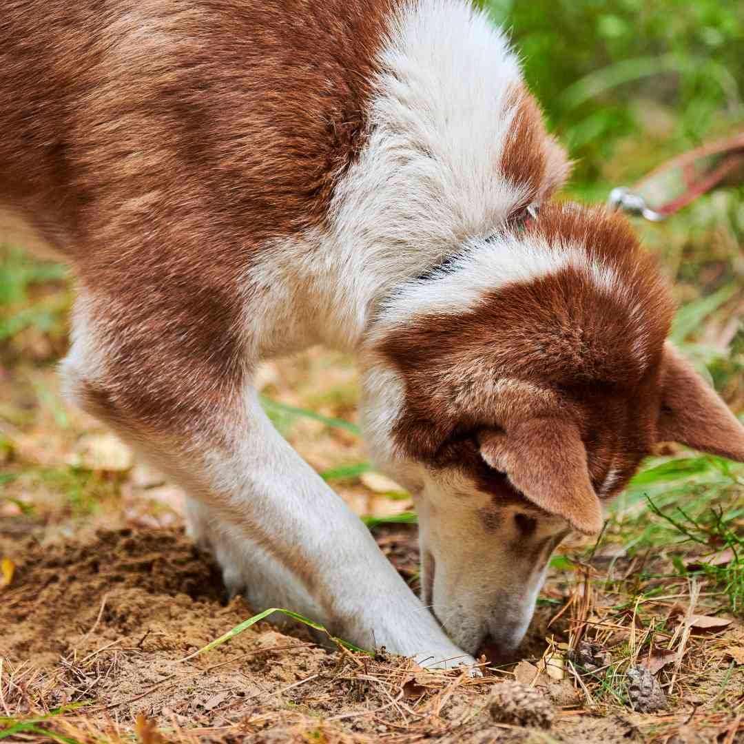 How do you stop dogs digging - the honest, realistic guide. — Best Mate ...