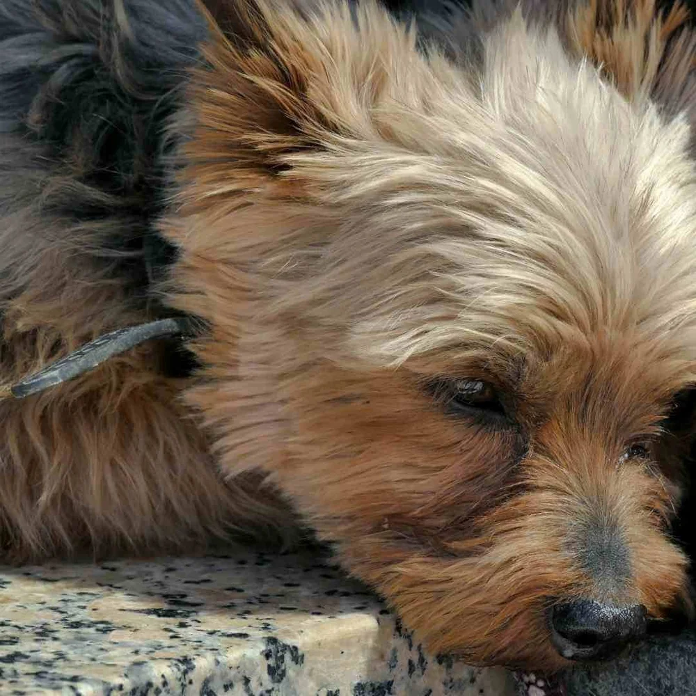 Training Anxious Dogs - The Realistic, Honest Guide to Anxious Dog ...