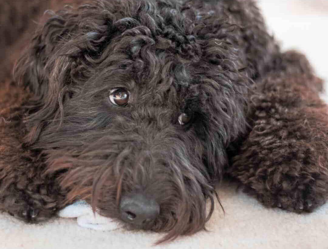 Training Labradoodles - A Realistic & Honest Labradoodle Training Guide ...