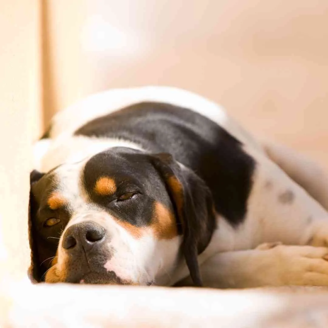 Dog Separation Anxiety - 7 Practical Tips for Preventing Separation ...