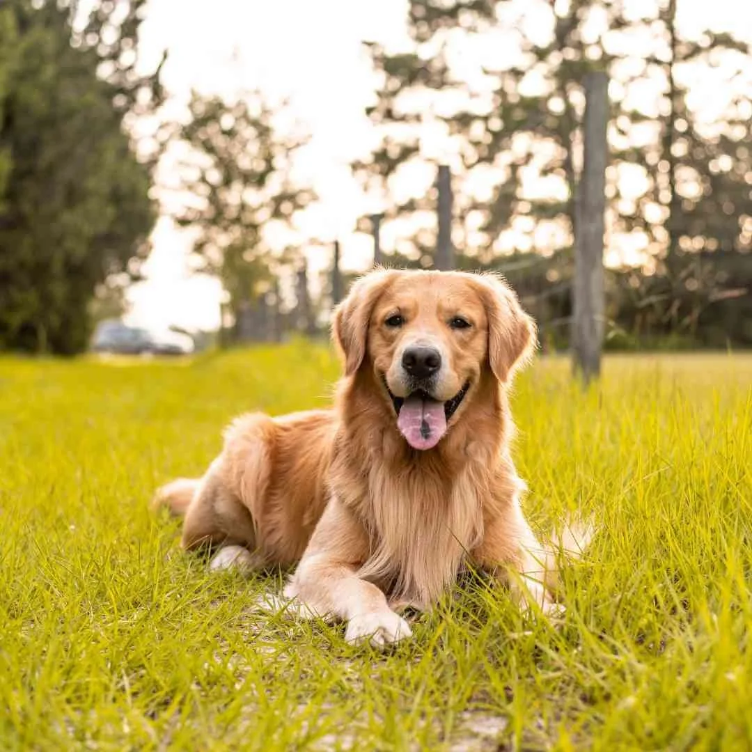 Training Golden Retrievers - A Realistic, Honest Golden Retriever ...