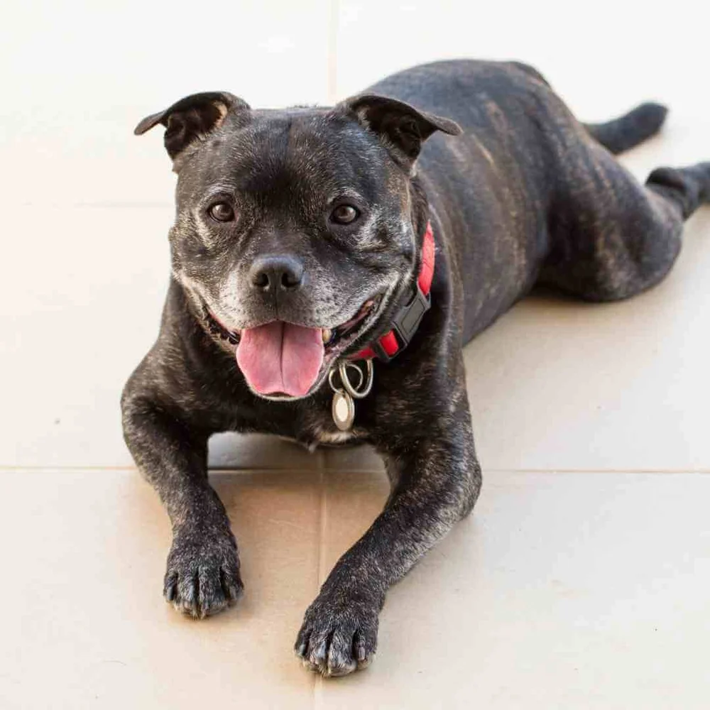 Training a Staffy - a Realistic, Honest Staffy Training Guide — Best ...
