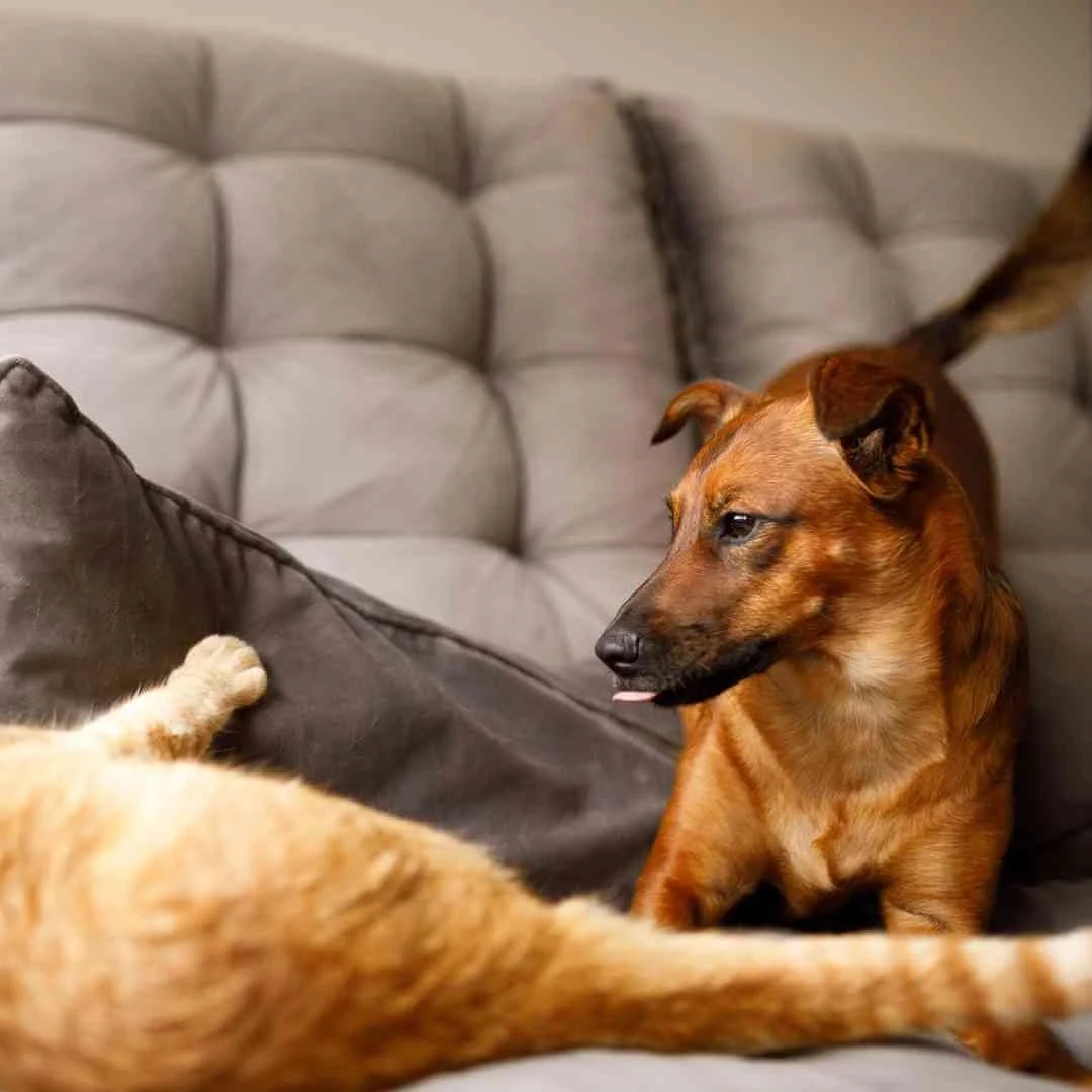 The honest, in-depth guide to stopping your dog chasing cats — Best ...