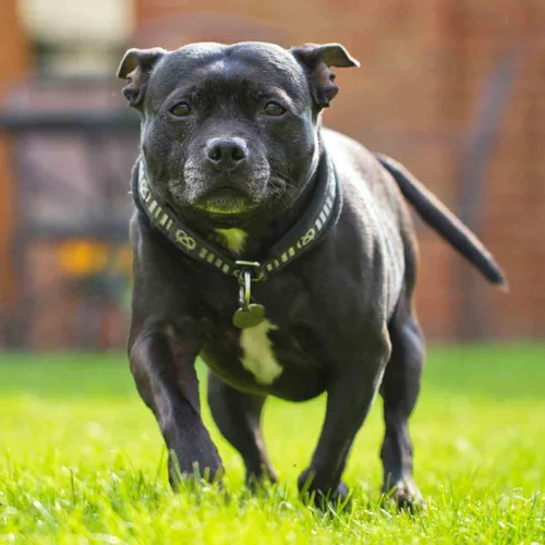 Training a Staffy - a Realistic, Honest Staffy Training Guide — Best ...