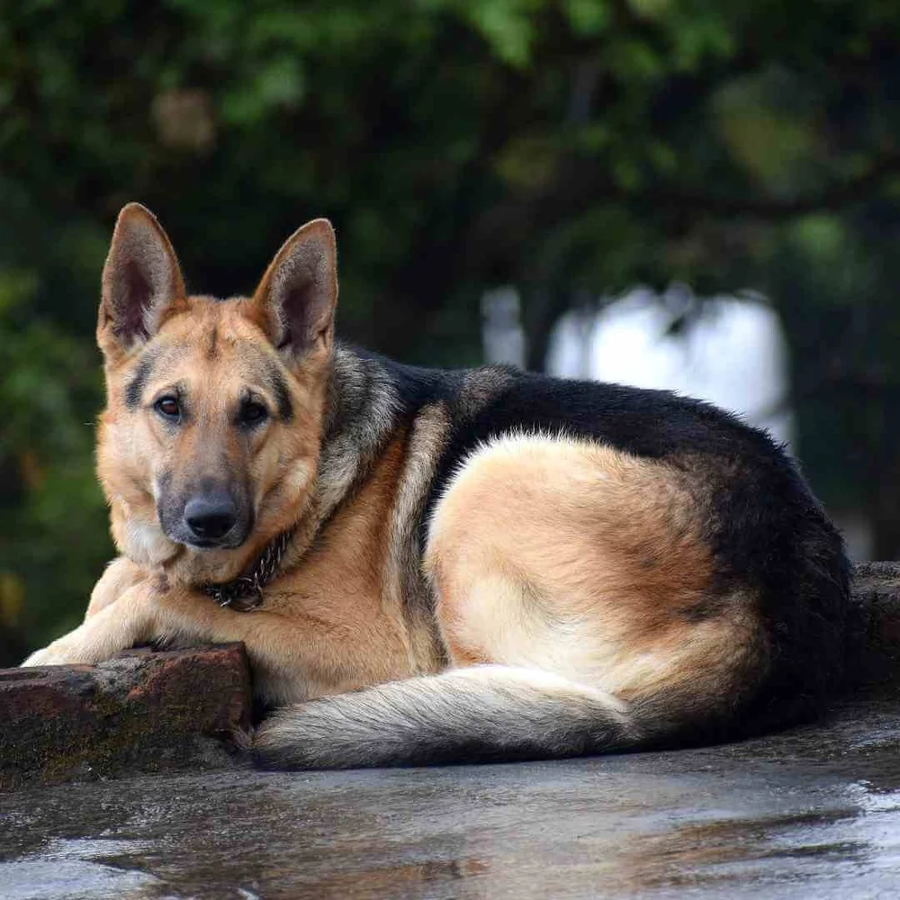 Training German Shepherds - A Realistic, Honest GSD Training Guide ...