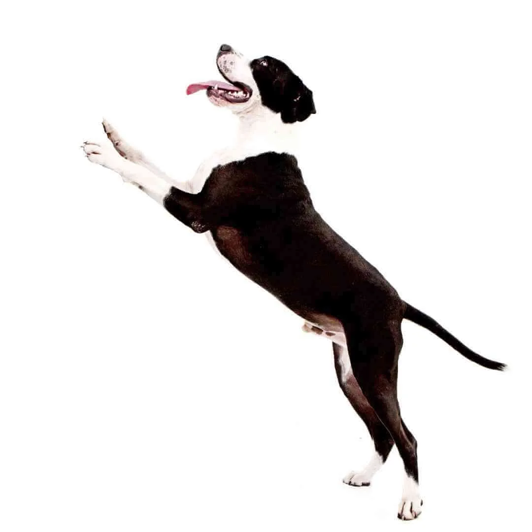 Stopping Dogs Jumping - The Honest, In-Depth Guide to Stop Your Dog ...