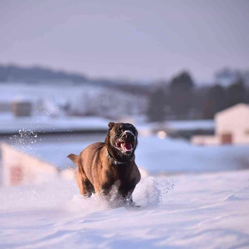 Dog ADHD & Hyperactive Dogs - The realistic, honest guide. — Best Mate ...