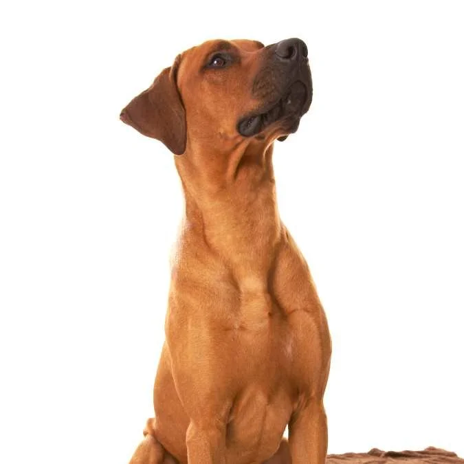 Training Rhodesian Ridgebacks - The Honest Rhodesian Ridgeback Training ...