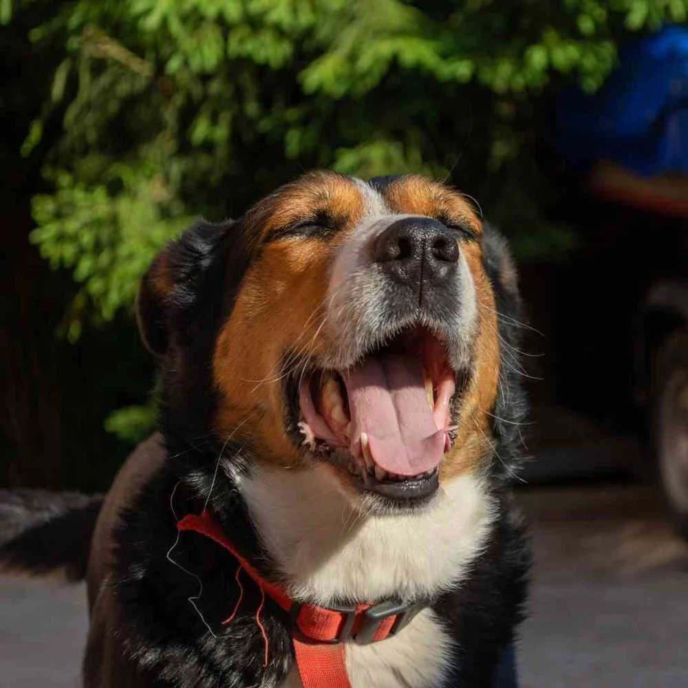 Training Anxious Dogs - The Realistic, Honest Guide to Anxious Dog ...