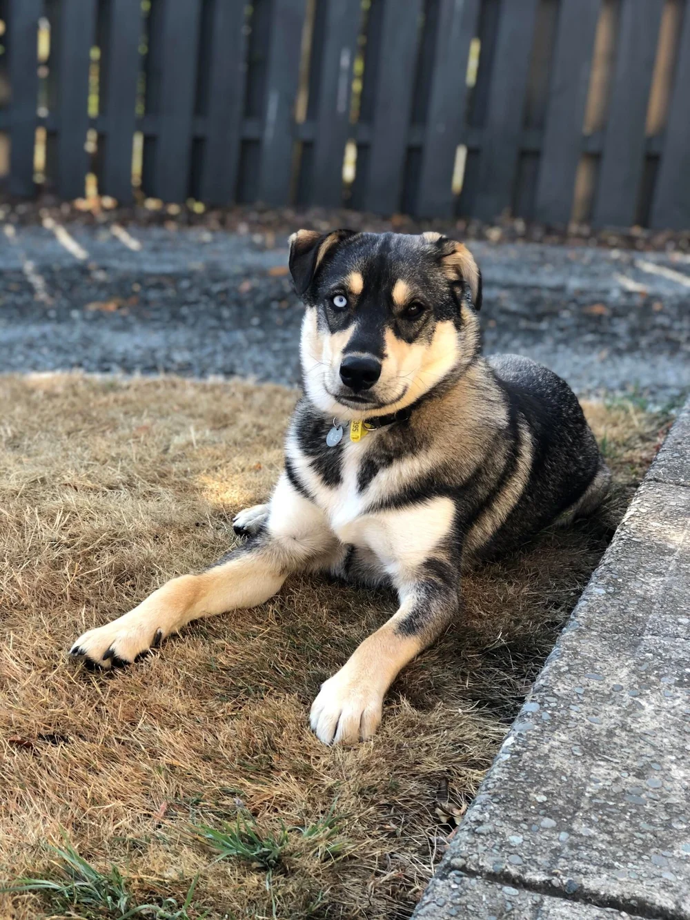 Is A Huntaway A Good Family Dog