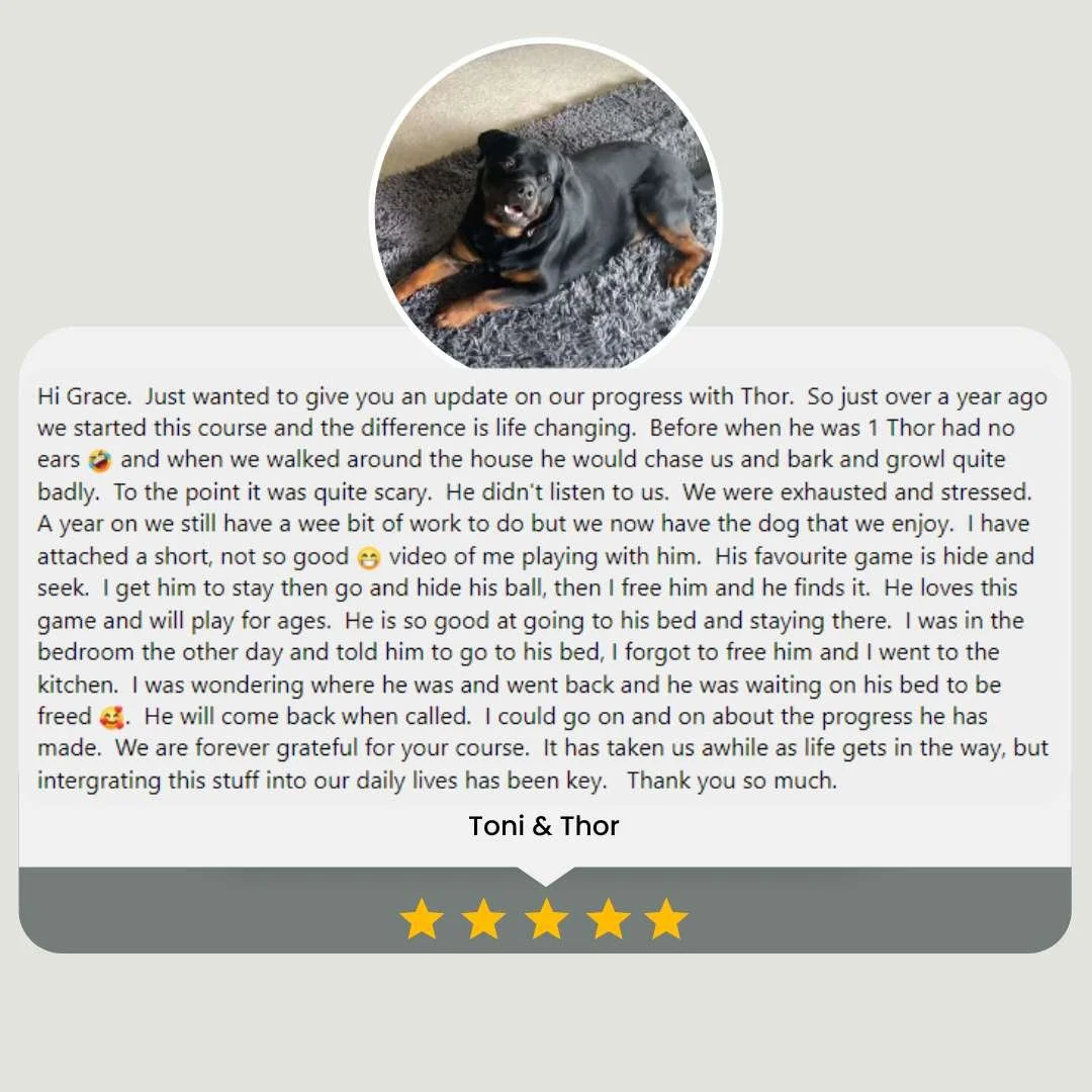 Training Rottweilers - An Honest, Realistic Rottweiler Training Guide ...