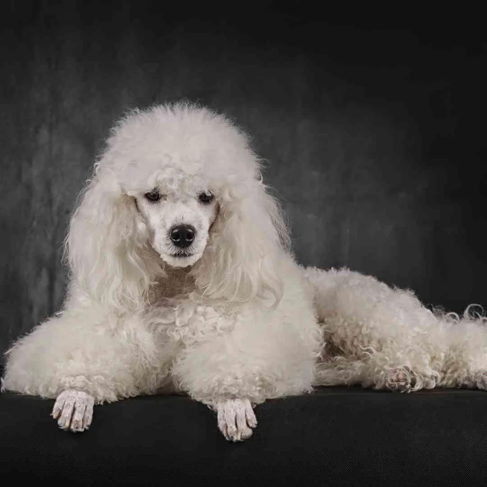 Training a Poodle - a Realistic, Honest Poodle Training Guide — Best ...