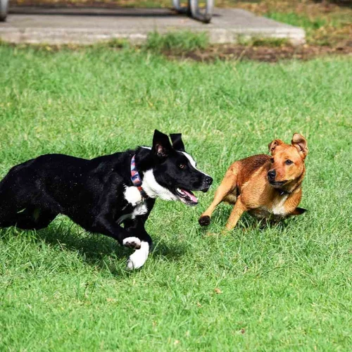 Dog ADHD & Hyperactive Dogs - The realistic, honest guide. — Best Mate ...