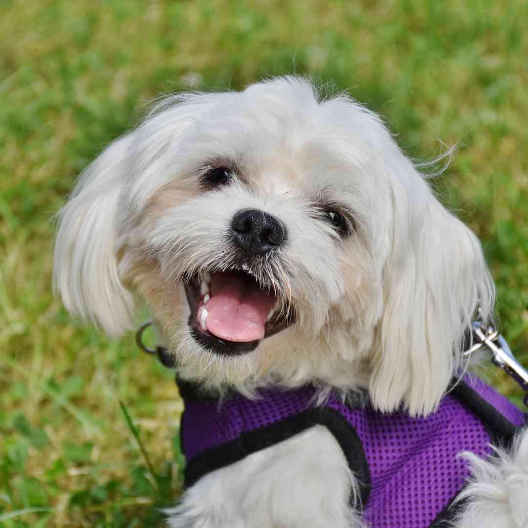 Training Anxious Dogs - The Realistic, Honest Guide to Anxious Dog ...