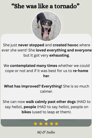 Huntaway Dog Training (as pets) - a Realistic, Honest Huntaway Training ...