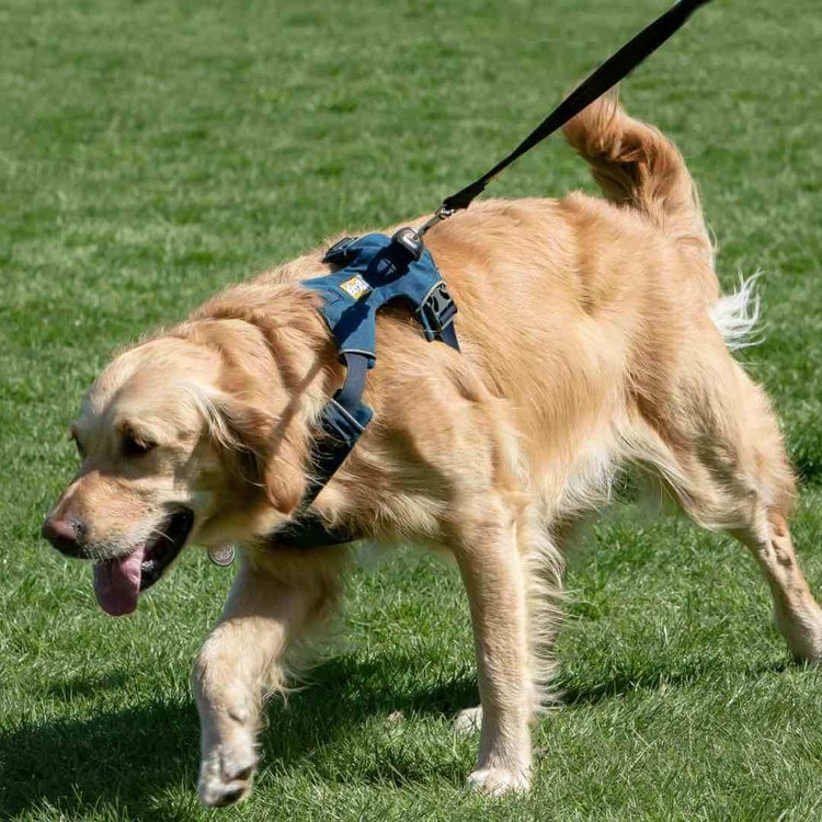 Training Golden Retrievers - A Realistic, Honest Golden Retriever ...