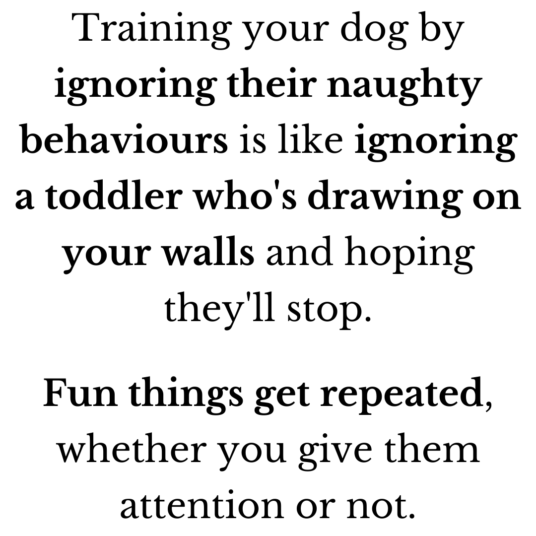 Dog Blog | Food-Free Online Dog Training Course New Zealand — Best Mate ...