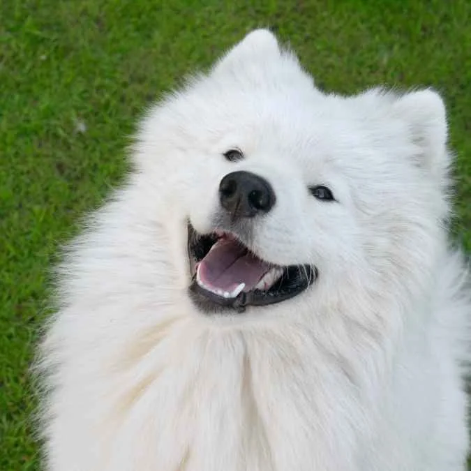 Training Samoyeds - The Realistic, Honest Samoyed Training Guide — Best ...