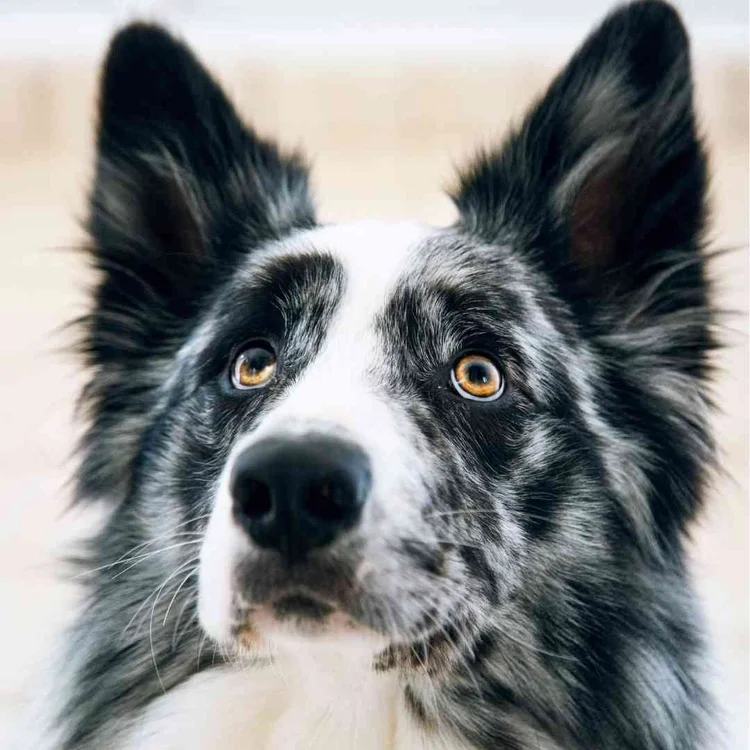 Training a Border Collie - a Realistic, Honest Border Collie Training ...