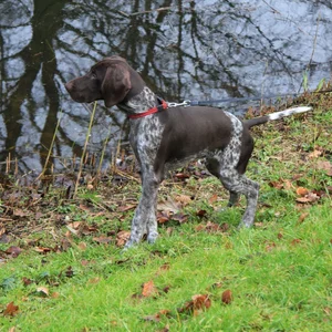 Training GSP - A Realistic, Honest GSP Training Guide — Best Mate Dog ...