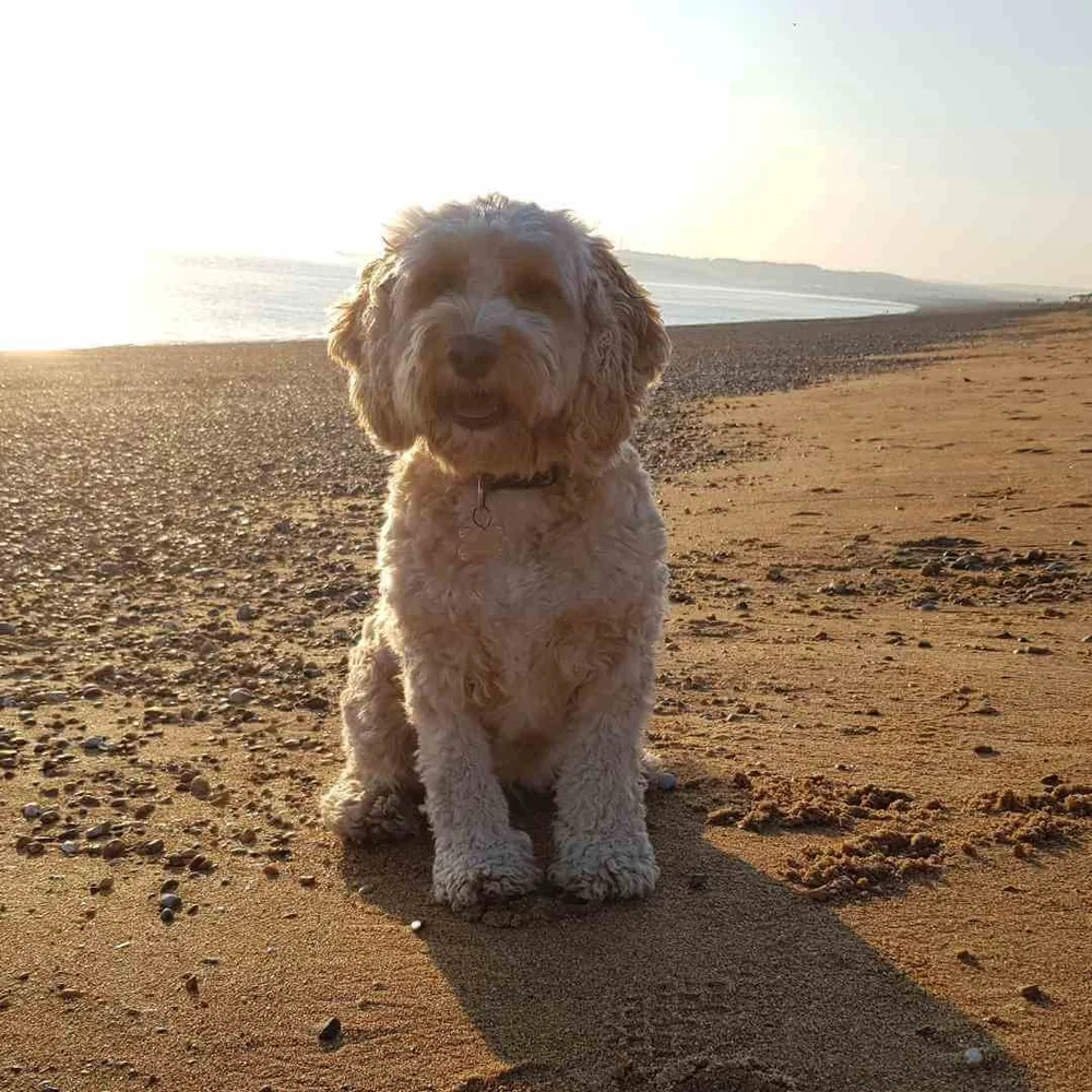 An Honest Guide to Cockapoo Pros and Cons — Best Mate Dog Training ...