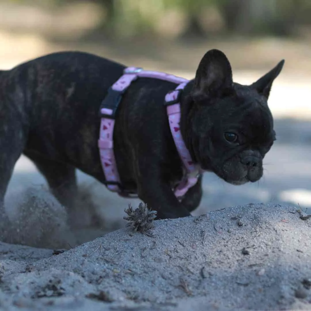 How do you stop dogs digging - the honest, realistic guide. — Best Mate ...