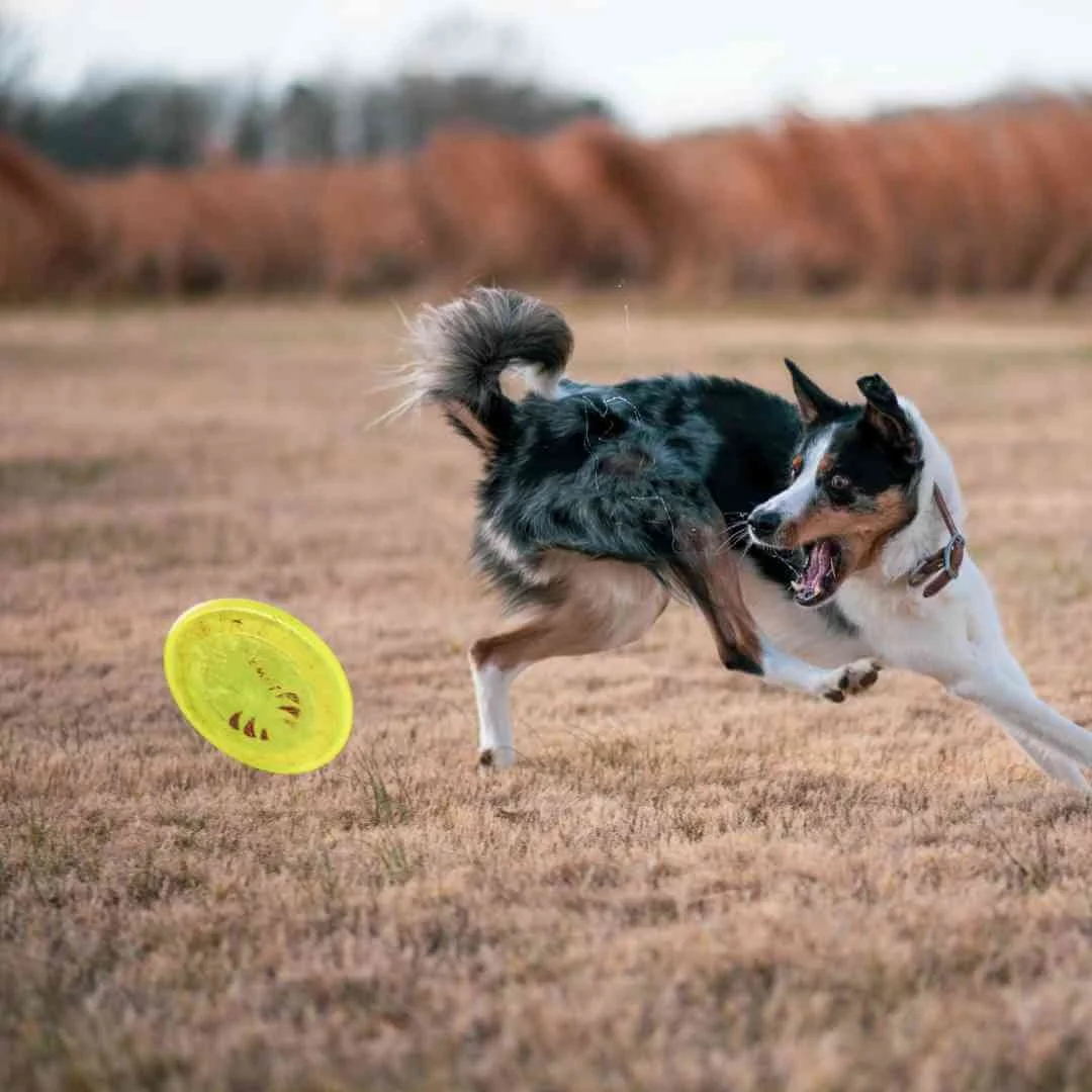 Dog ADHD & Hyperactive Dogs - The realistic, honest guide. — Best Mate ...