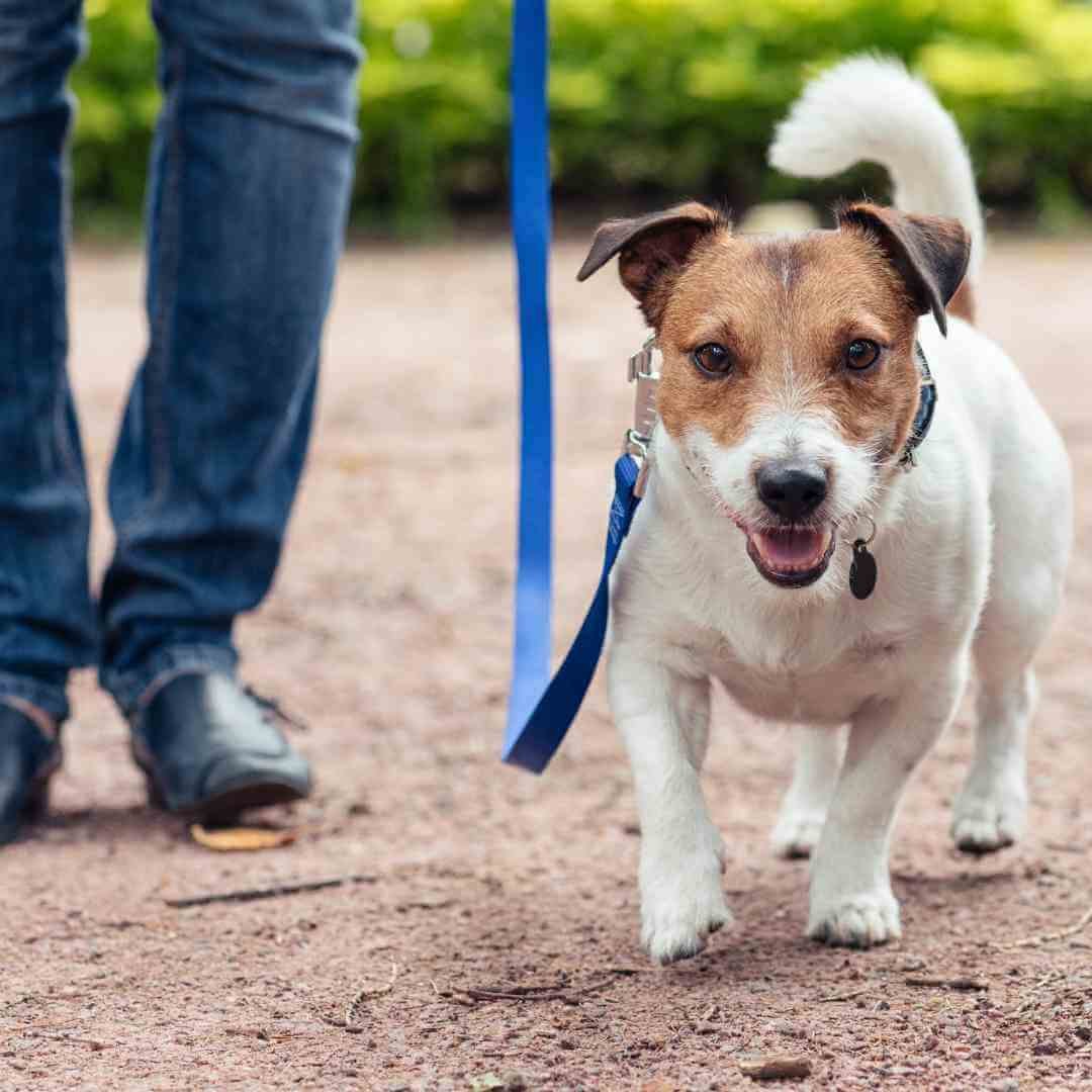 How to stop a dog from pulling on lead – The honest, in-depth guide to ...