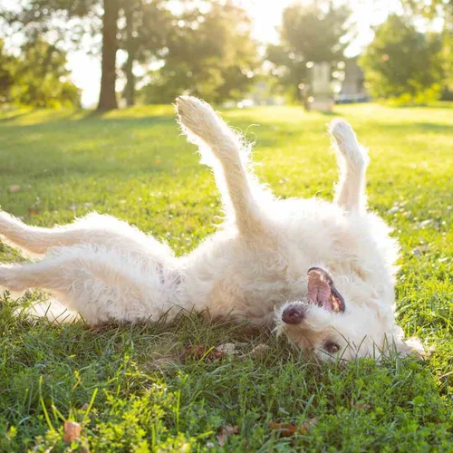 Dog ADHD & Hyperactive Dogs - The realistic, honest guide. — Best Mate ...
