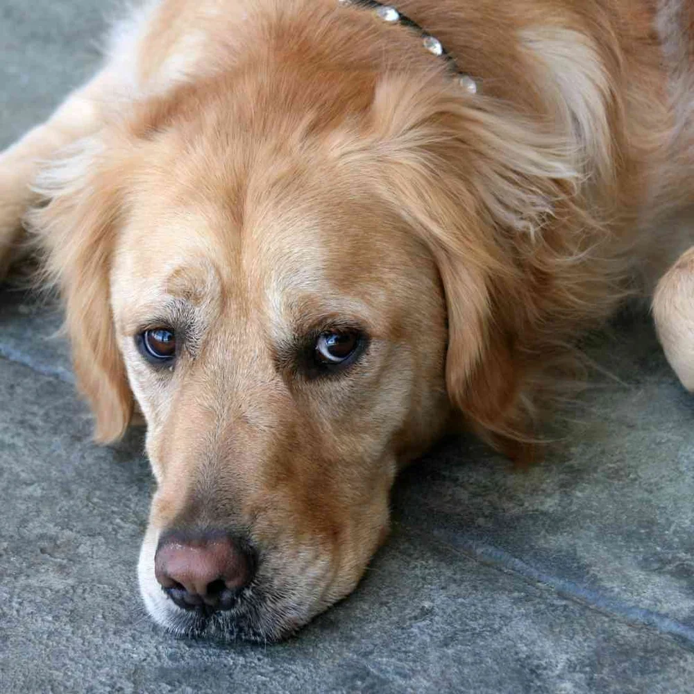Training Golden Retrievers - A Realistic, Honest Golden Retriever ...