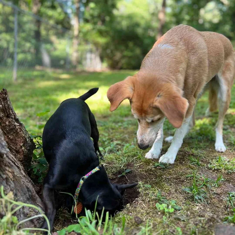 How do you stop dogs digging - the honest, realistic guide. — Best Mate ...