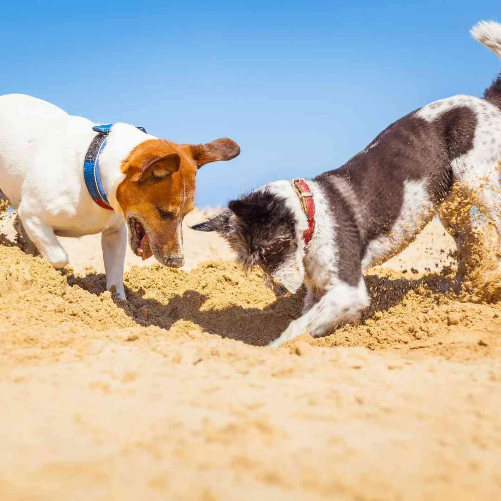 How do you stop dogs digging - the honest, realistic guide. — Best Mate ...