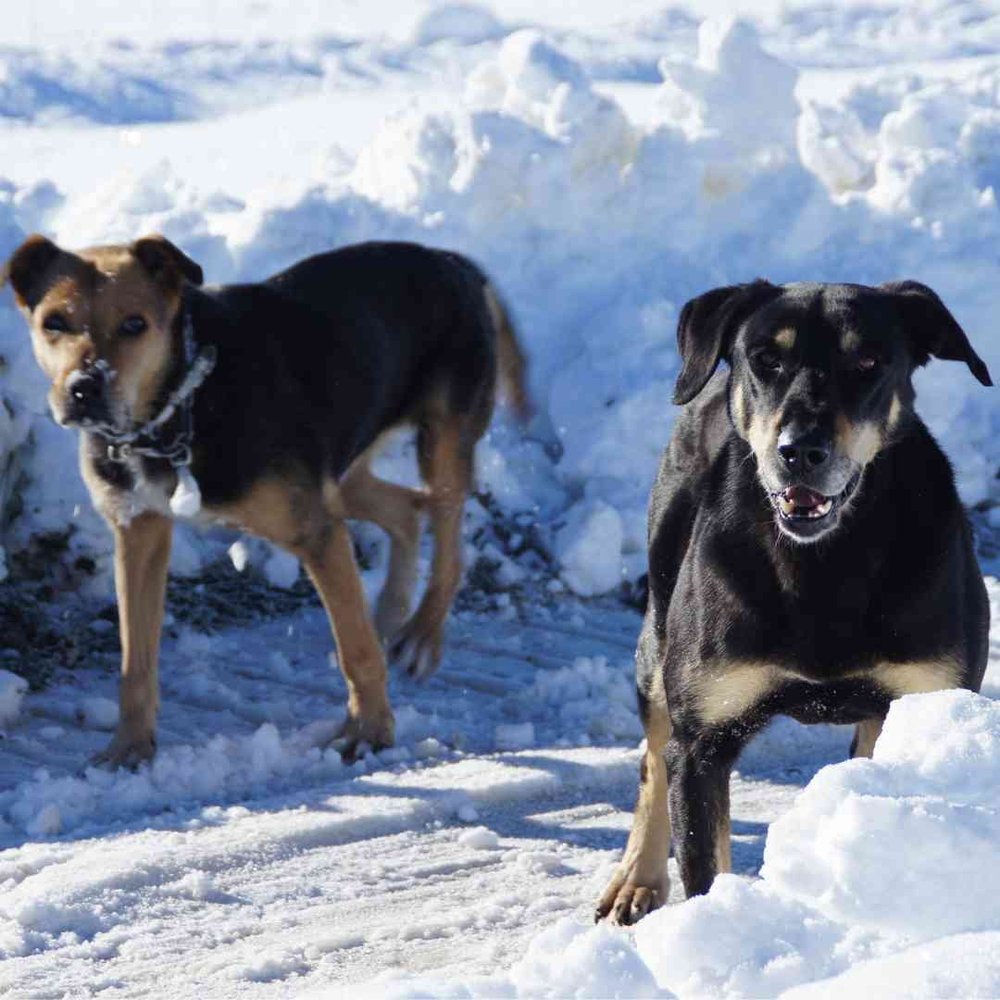 Huntaway Dog Training (as pets) - a Realistic, Honest Huntaway Training ...