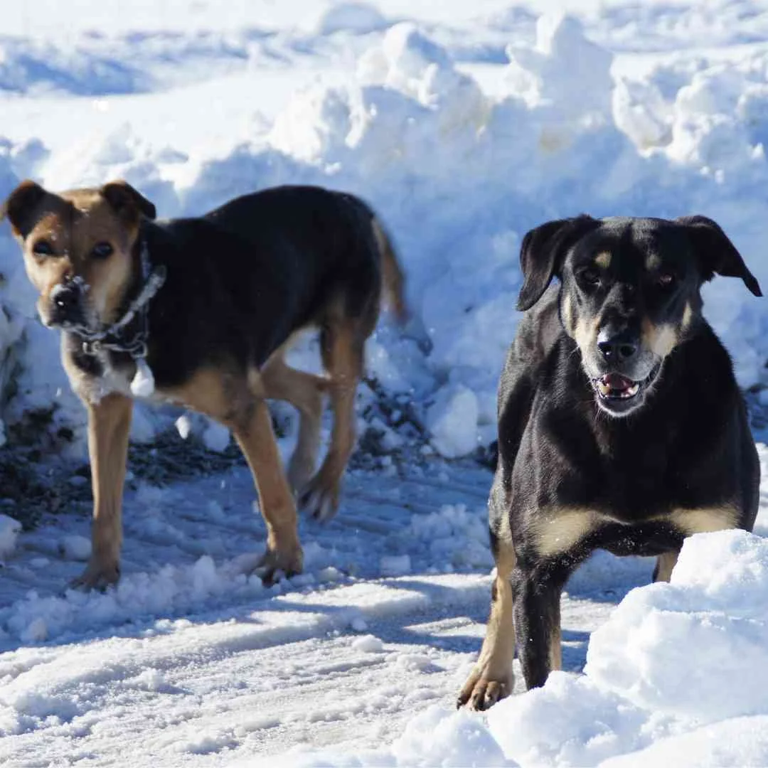 Huntaway Dog Training (as pets) - a Realistic, Honest Huntaway Training ...