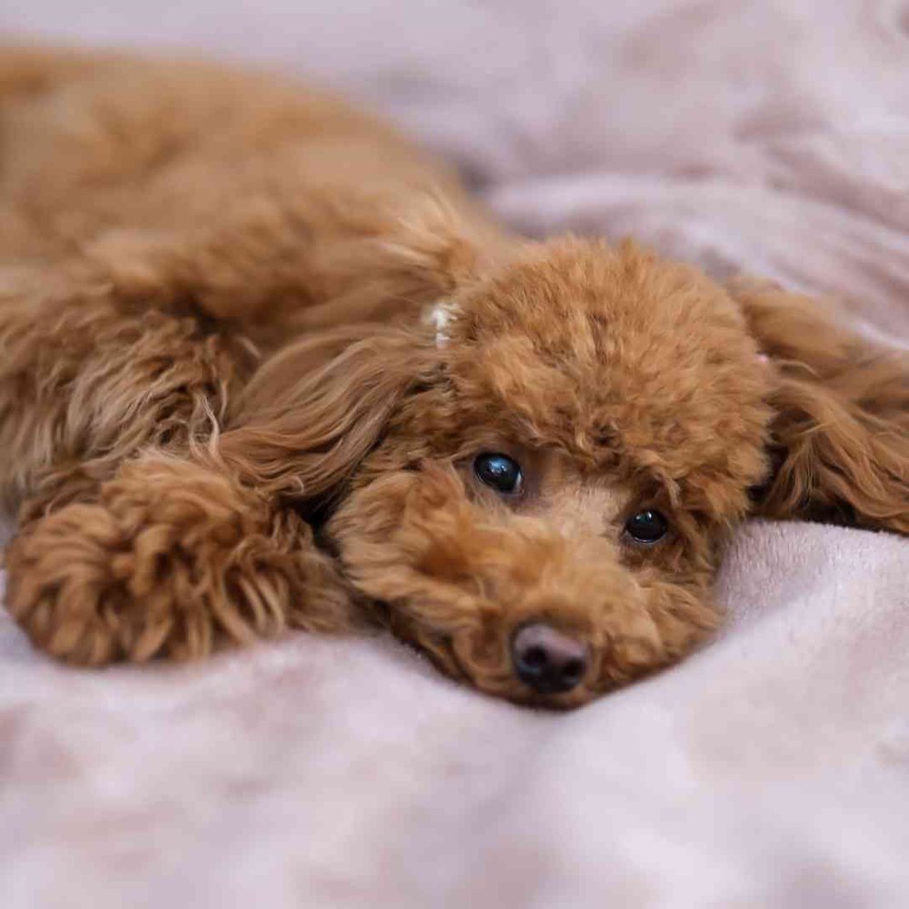 Training a Poodle - a Realistic, Honest Poodle Training Guide — Best ...