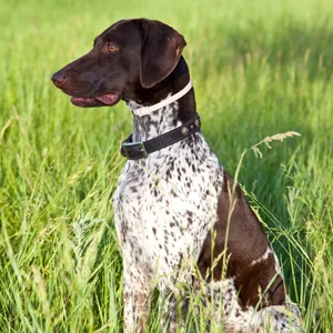 Training GSP - A Realistic, Honest GSP Training Guide — Best Mate Dog ...