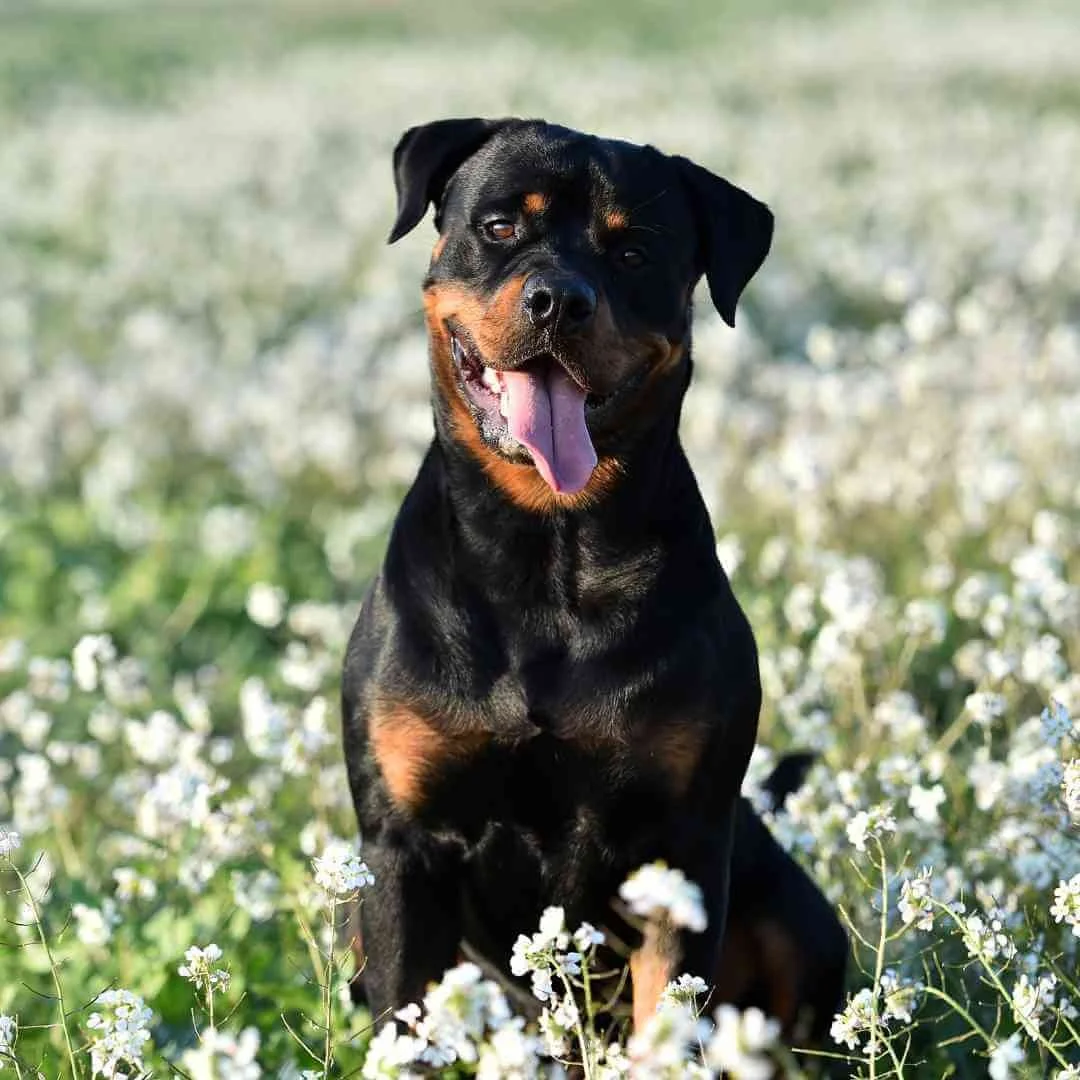 Training Rottweilers - An Honest, Realistic Rottweiler Training Guide ...