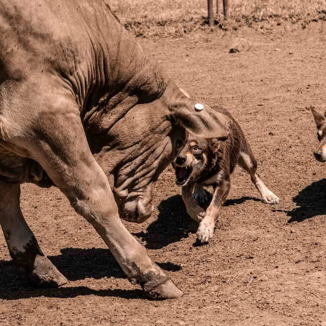 The Honest Guide to Kelpie Pros and Cons — Best Mate Dog Training ...