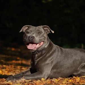 Training a Staffy - a Realistic, Honest Staffy Training Guide — Best ...
