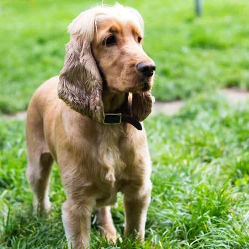 An Honest Guide to Cocker Spaniel Pros and Cons — Best Mate Dog ...