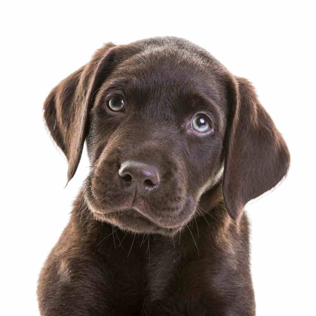 Training Labradors - A Realistic, Honest Labrador Training Guide — Best ...