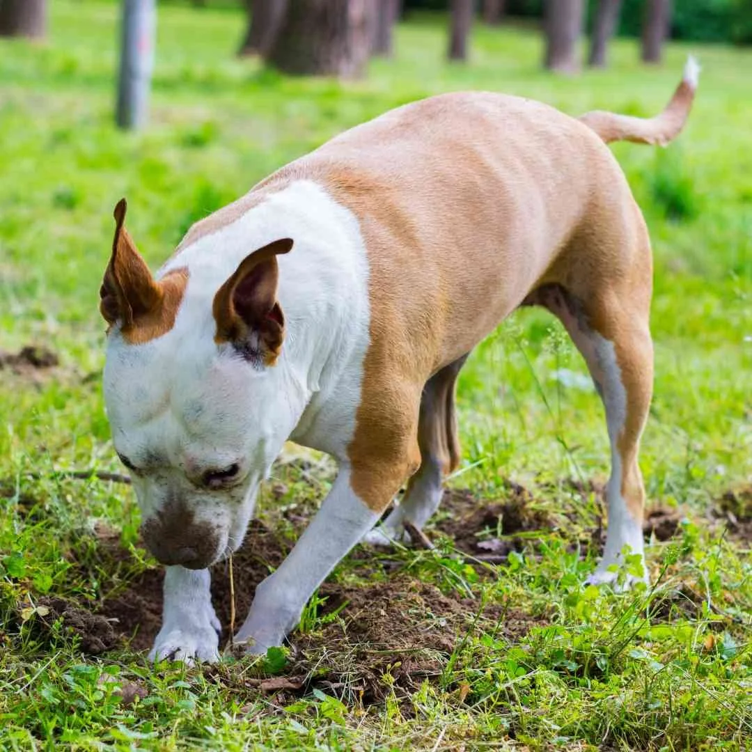 How do you stop dogs digging - the honest, realistic guide. — Best Mate ...