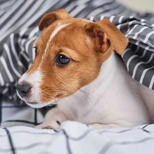Training Jack Russells - A Realistic, Honest JRT Training Guide — Best ...