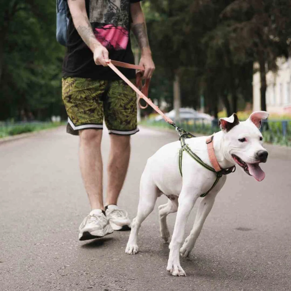 How to stop a dog from pulling on lead – The honest, in-depth guide to ...